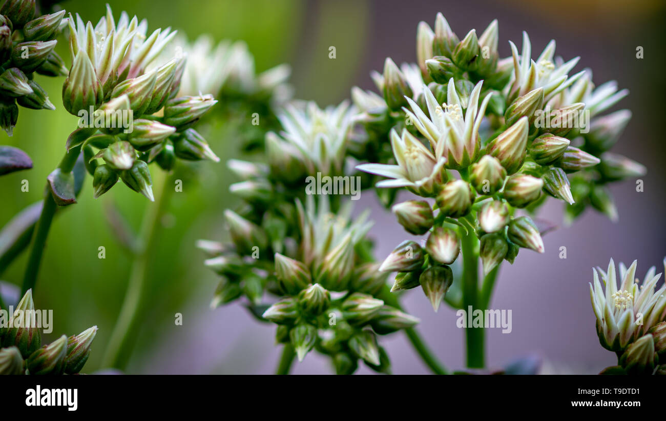 Local flora hi-res stock photography and images - Alamy