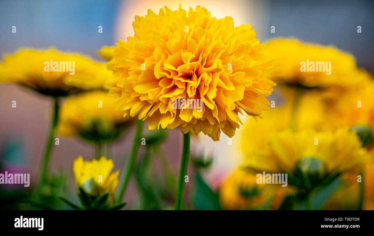 Local flora hi-res stock photography and images - Alamy