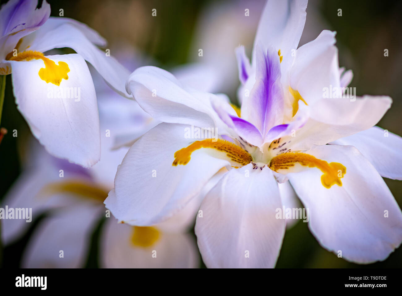 Lily iris germanica hi-res stock photography and images - Alamy