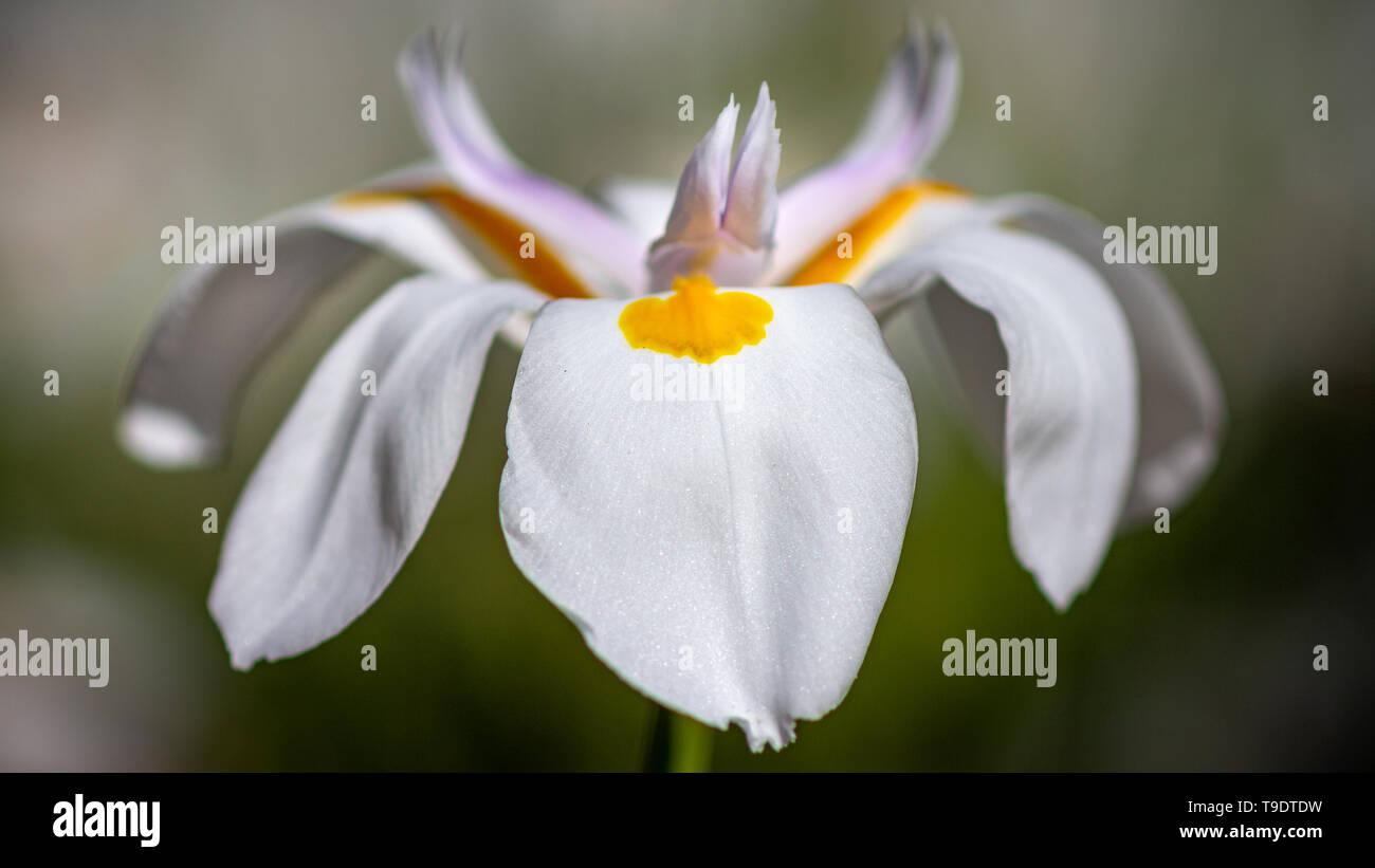 Scorpiris hi-res stock photography and images - Alamy