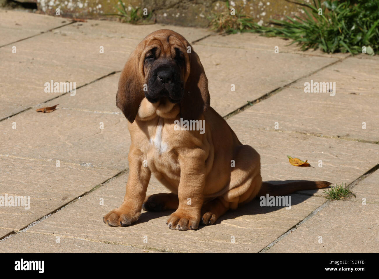 Alert bloodhound hi-res stock photography and images - Alamy