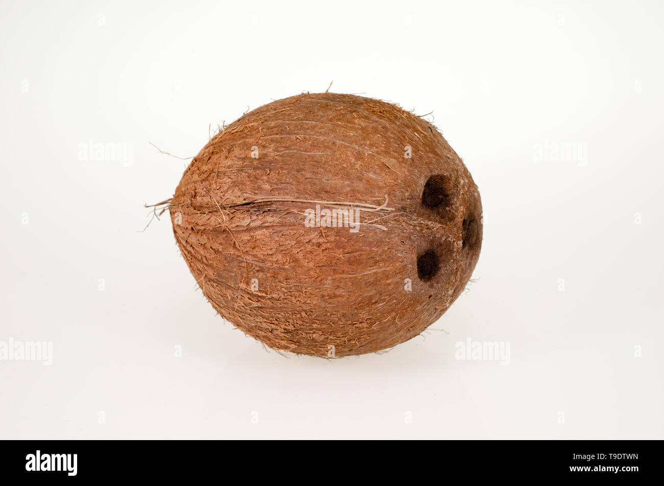 a single coconut on a white background with eyes showing Stock Photo ...