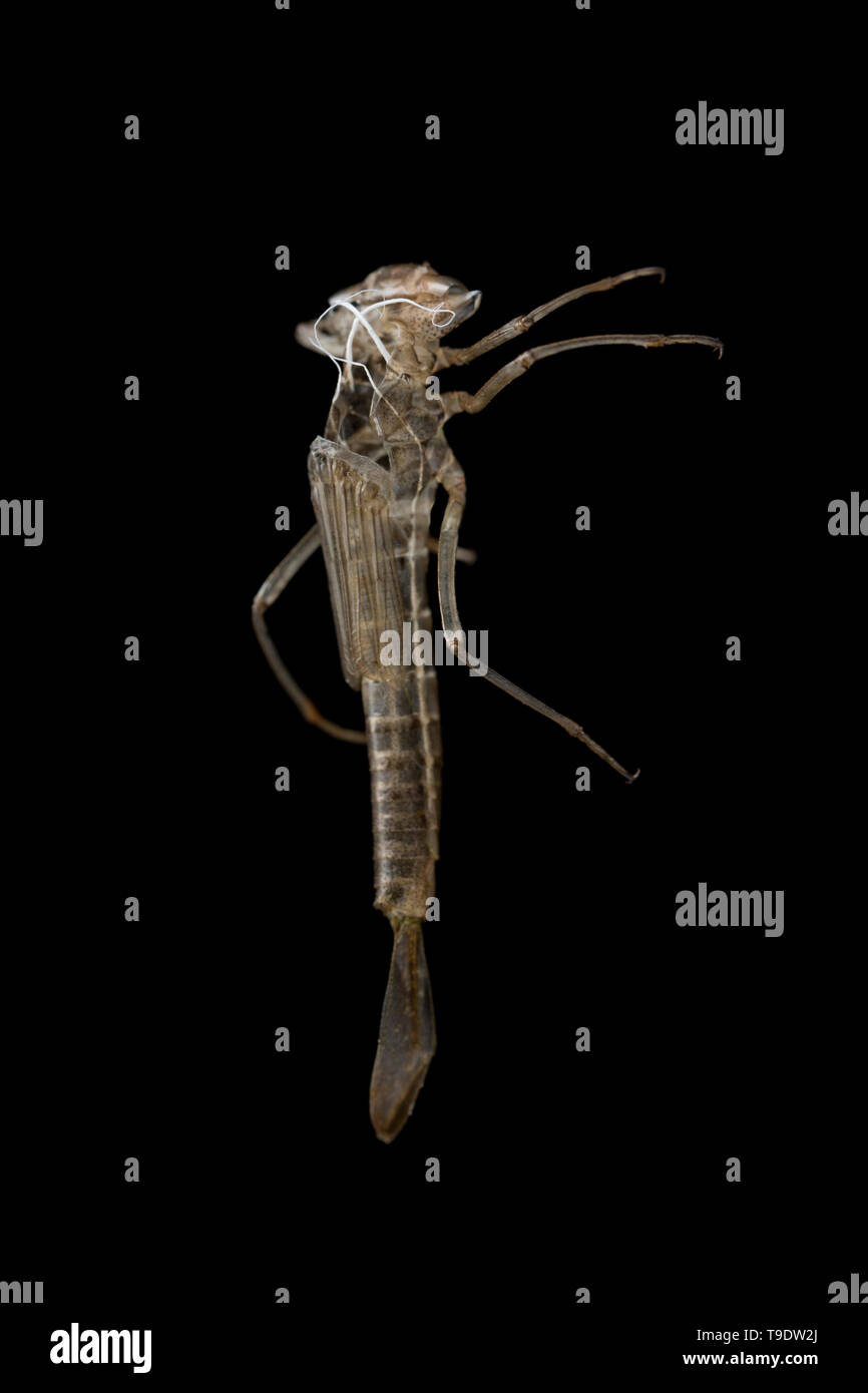 Life cycle of insect hi-res stock photography and images - Alamy