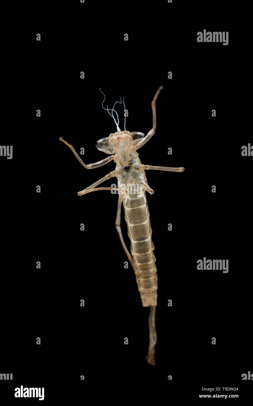 Skin shed by pond insects hi-res stock photography and images - Alamy