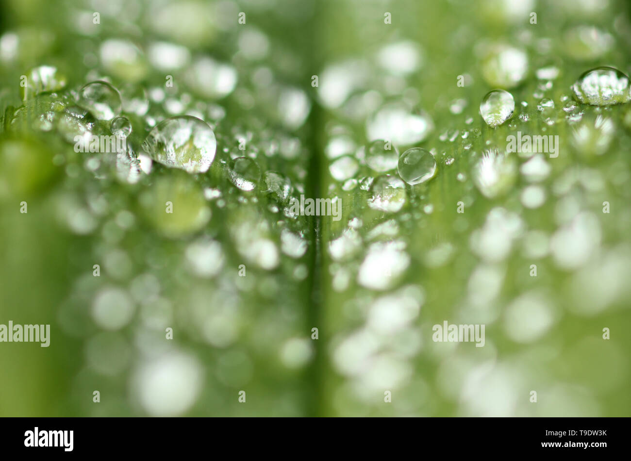 water droplets on leaf Stock Photo - Alamy