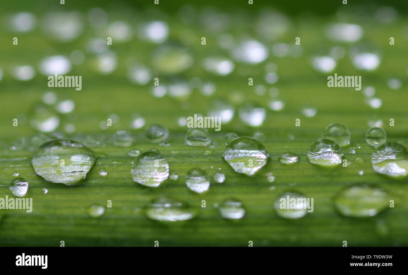 water droplets on leaf Stock Photo - Alamy
