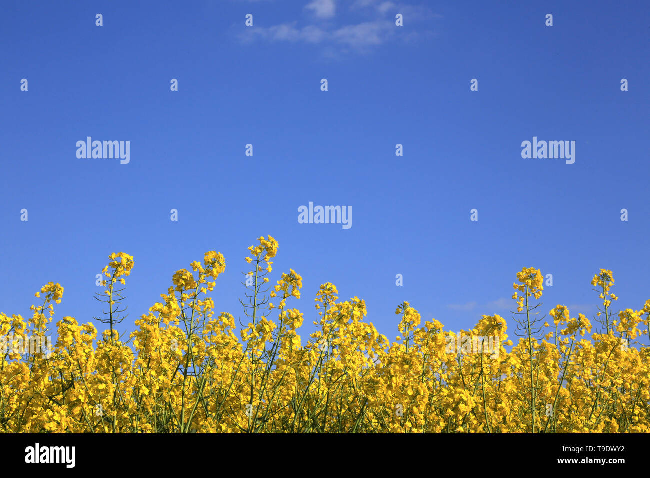 Champs De Fleurs High Resolution Stock Photography and Images - Alamy