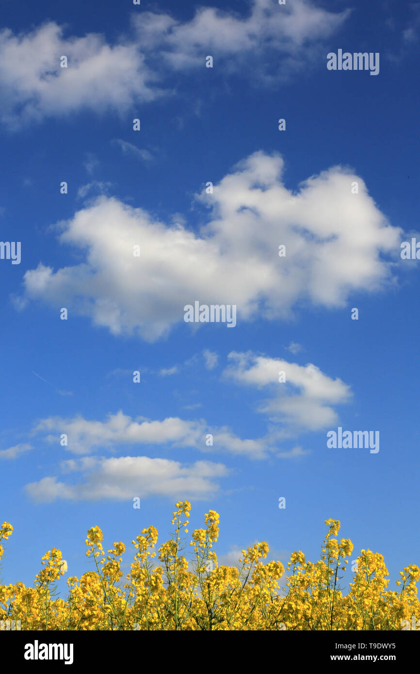 Culture de colza hi-res stock photography and images - Alamy