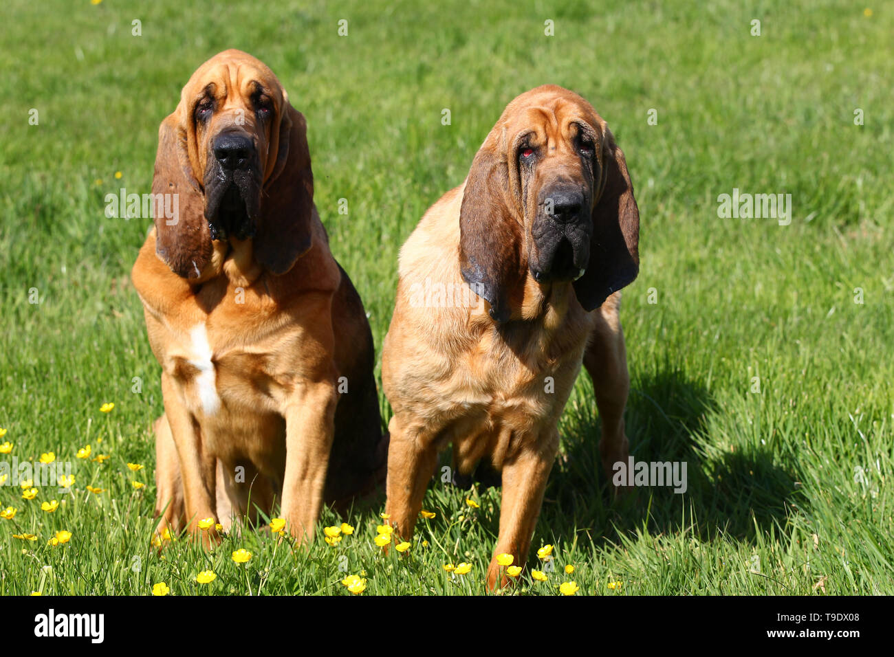 Alert bloodhound hi-res stock photography and images - Alamy