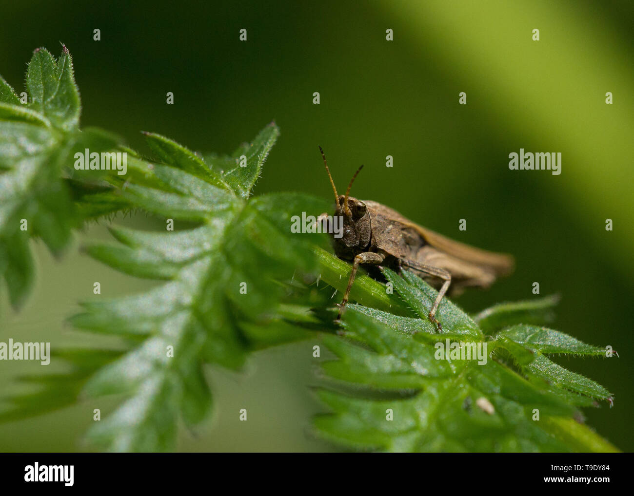 Bracken bug hi-res stock photography and images - Alamy