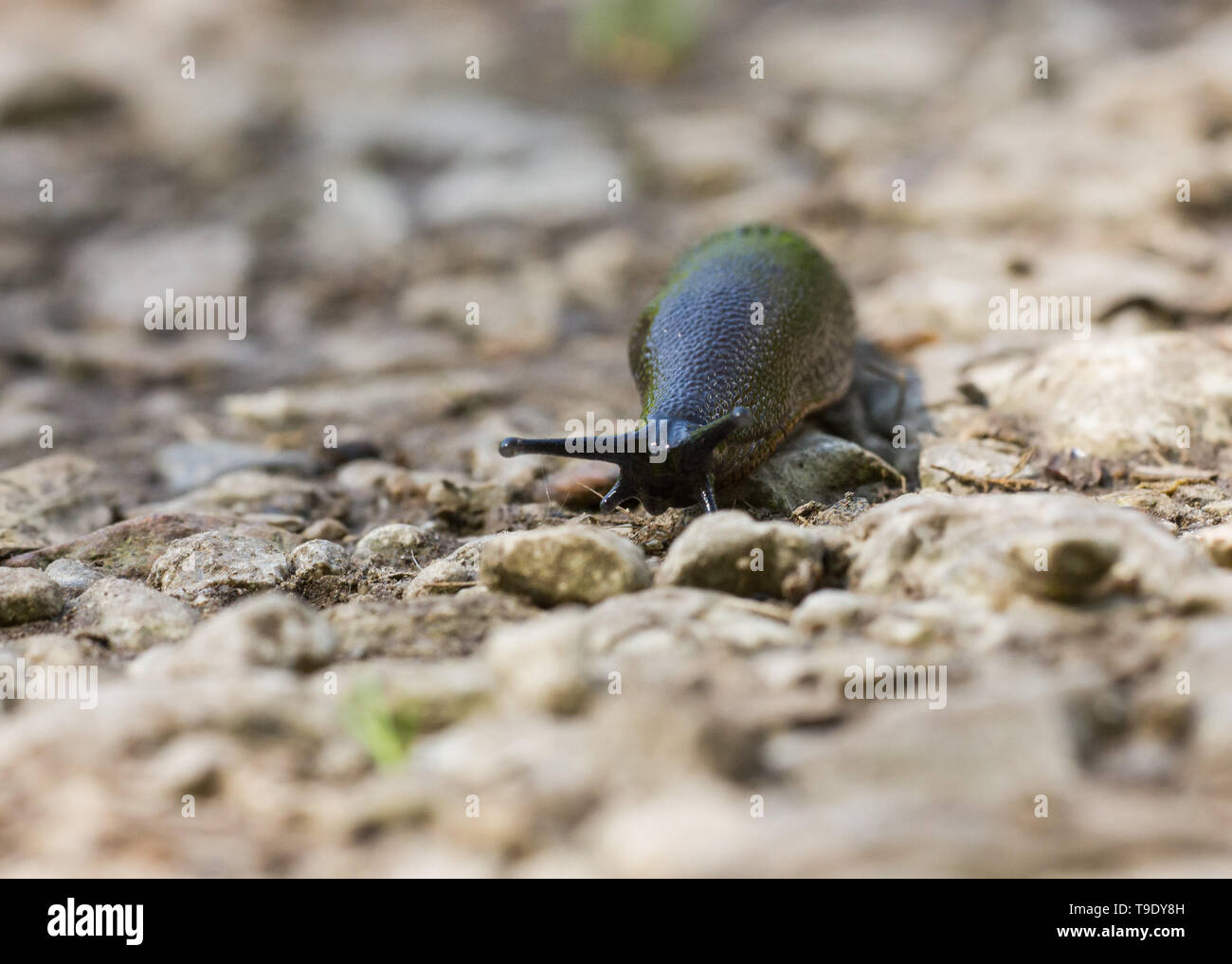 Black slug uk hi-res stock photography and images - Alamy