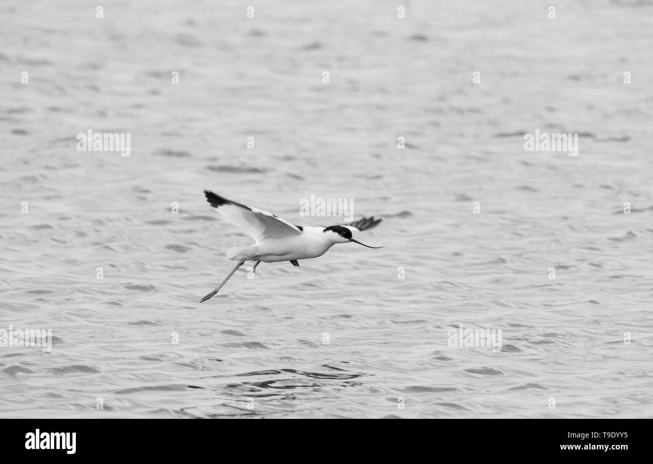 Avocette elegante Black and White Stock Photos & Images - Alamy