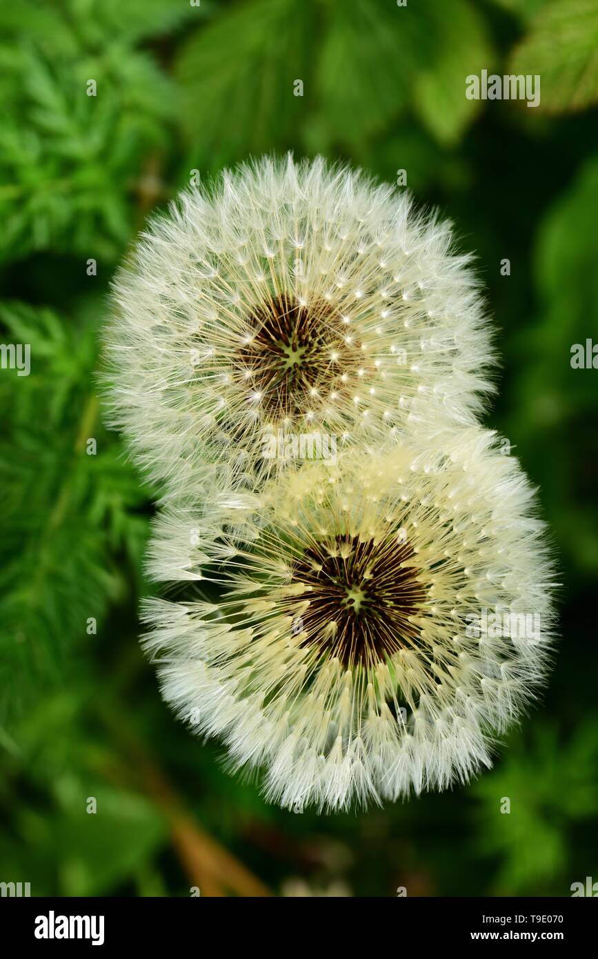Dandelion seed hi-res stock photography and images - Alamy