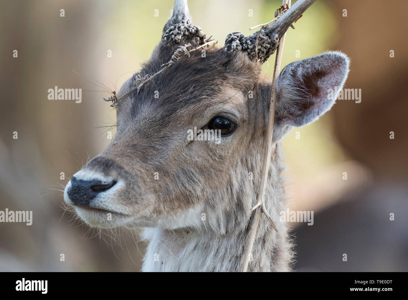 Young male Fallow Deer (Dama dama Stock Photo - Alamy