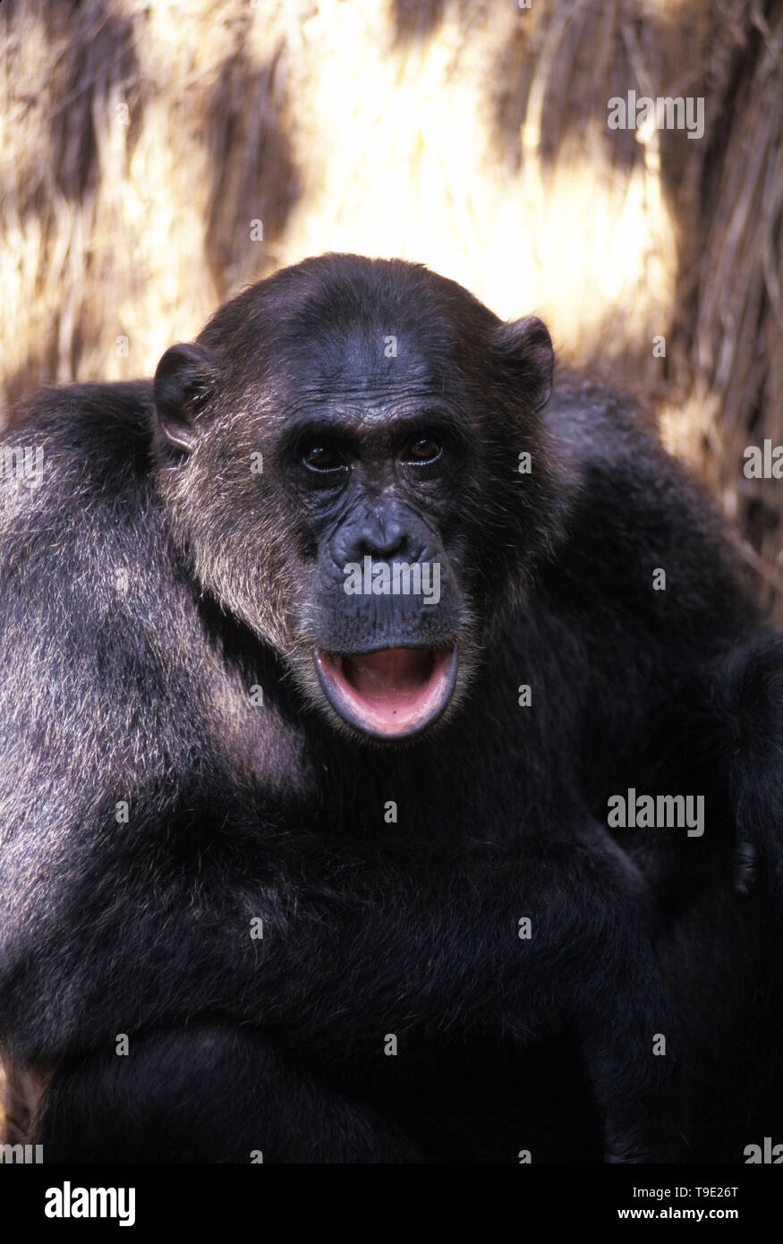 Gombe national park hi-res stock photography and images - Alamy