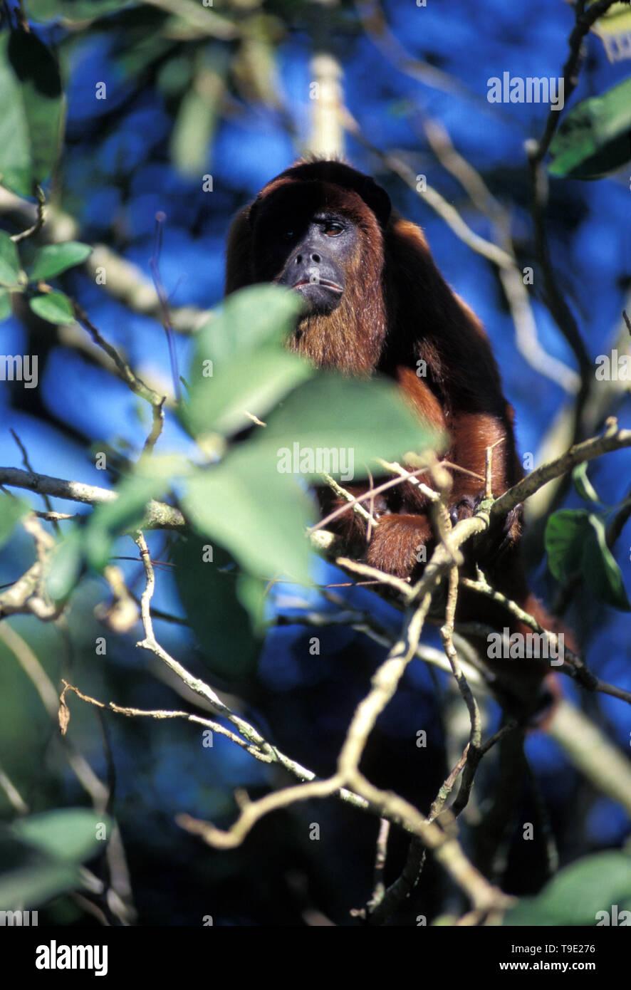 MONKEY Howler Red Alouatta seniculus South America Stock Photo - Alamy