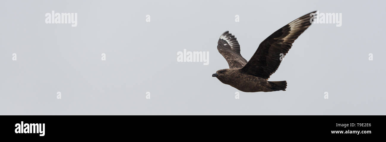 The great skua (Stercorarius skua) is a large seabird in the skua ...