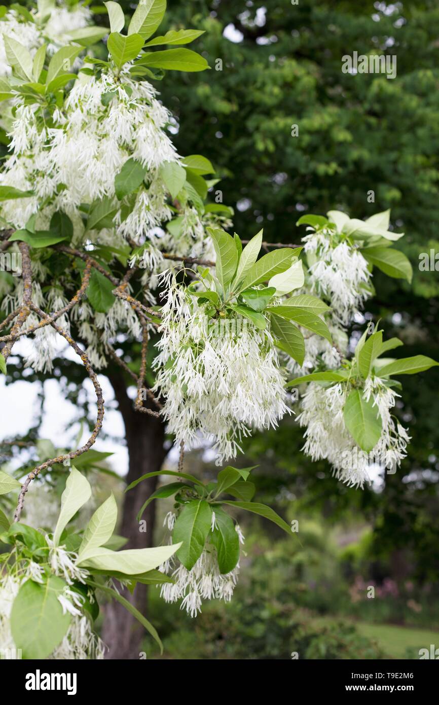 White fringetree chionanthus virginicus hi-res stock photography and ...