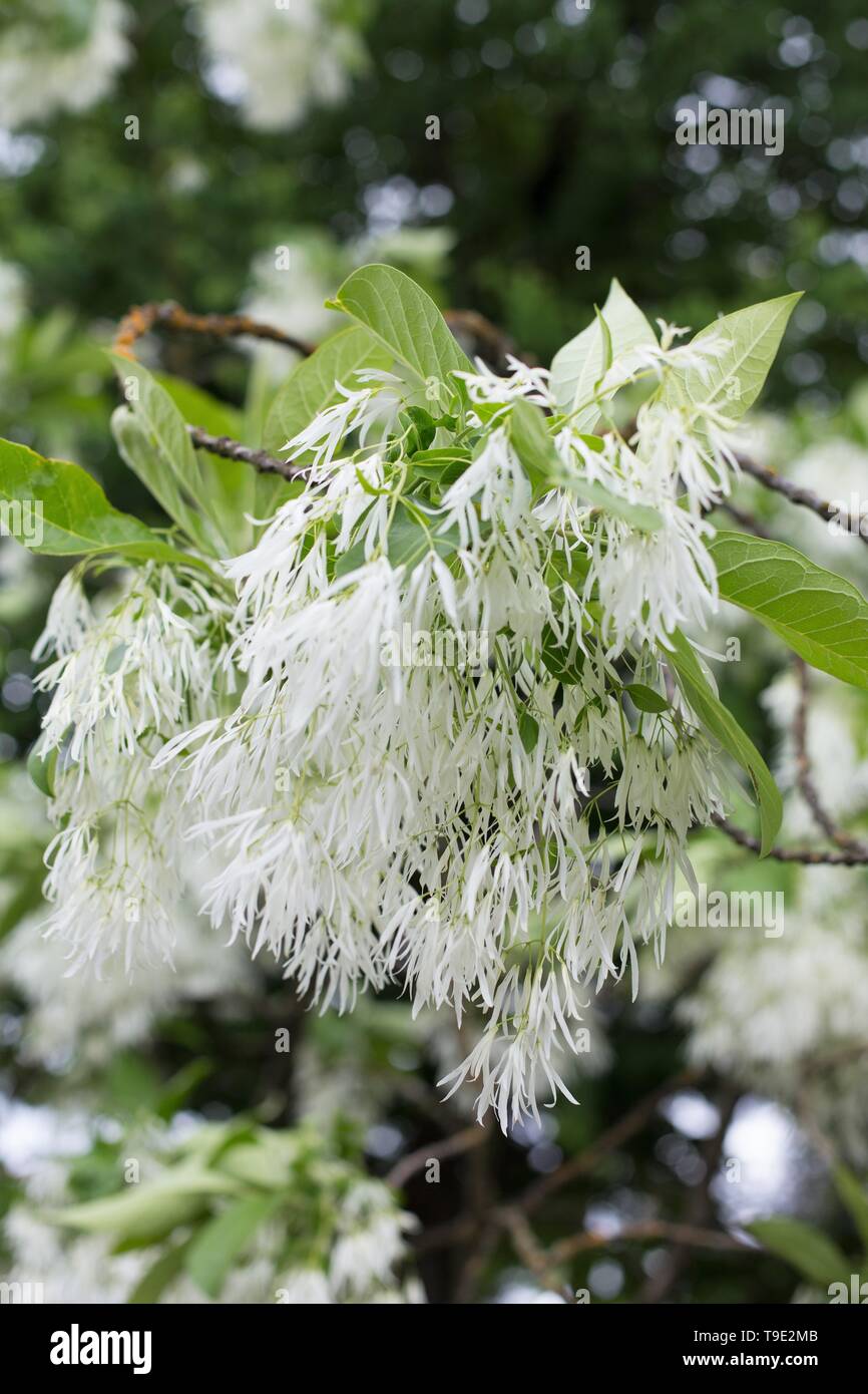 White Fringetree - Chionanthus virginicus - at the Owen Rose Garden in ...