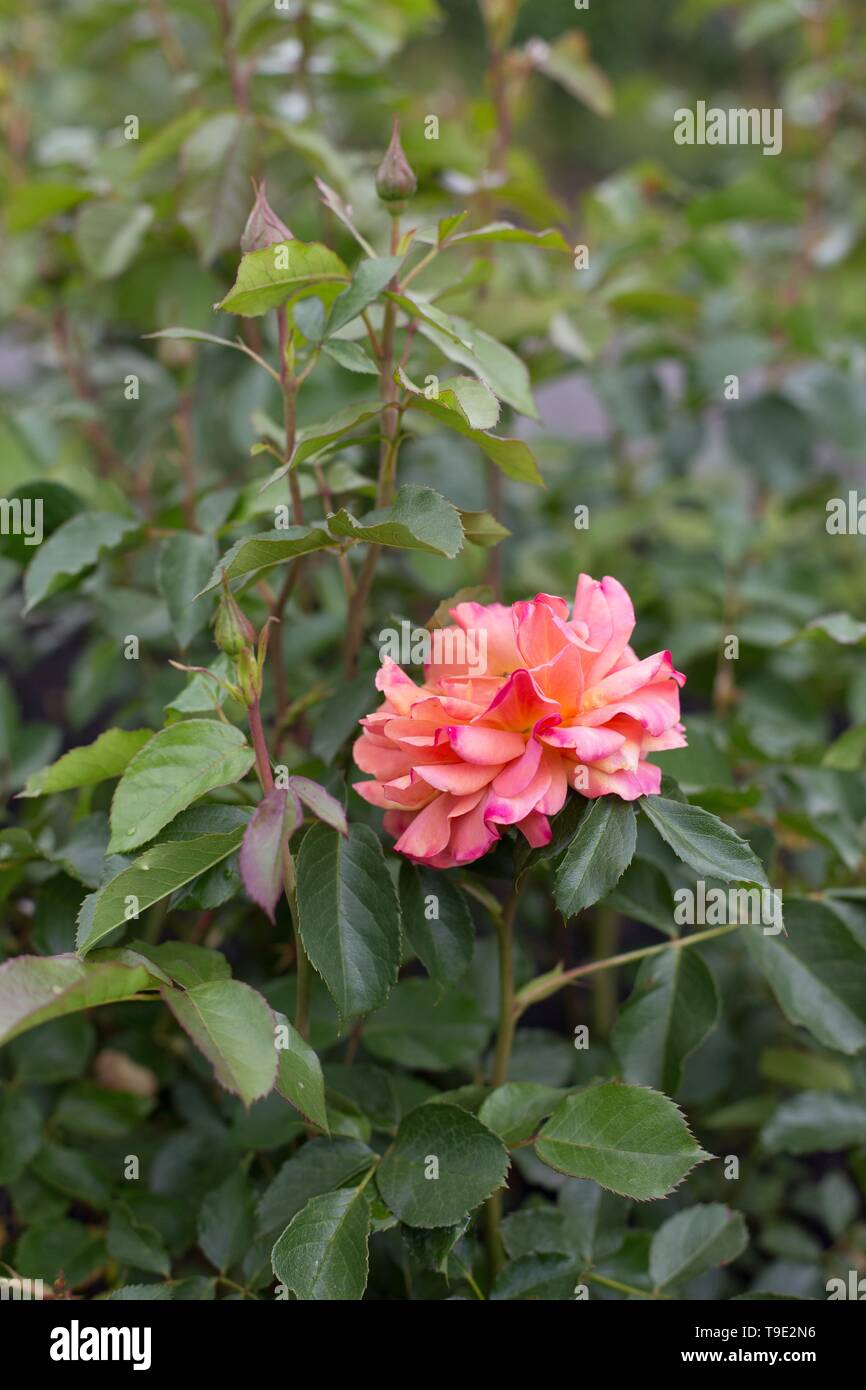 Pumpkin Patch floribunda rose at the Owen Rose Garden in Eugene, Oregon ...