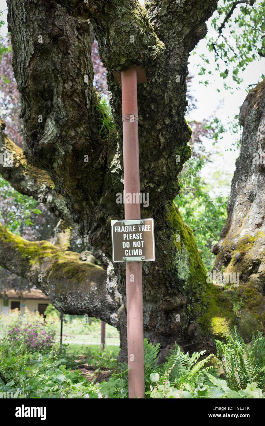 A cherry tree that is over 150 years old at the Owen Rose Garden in ...