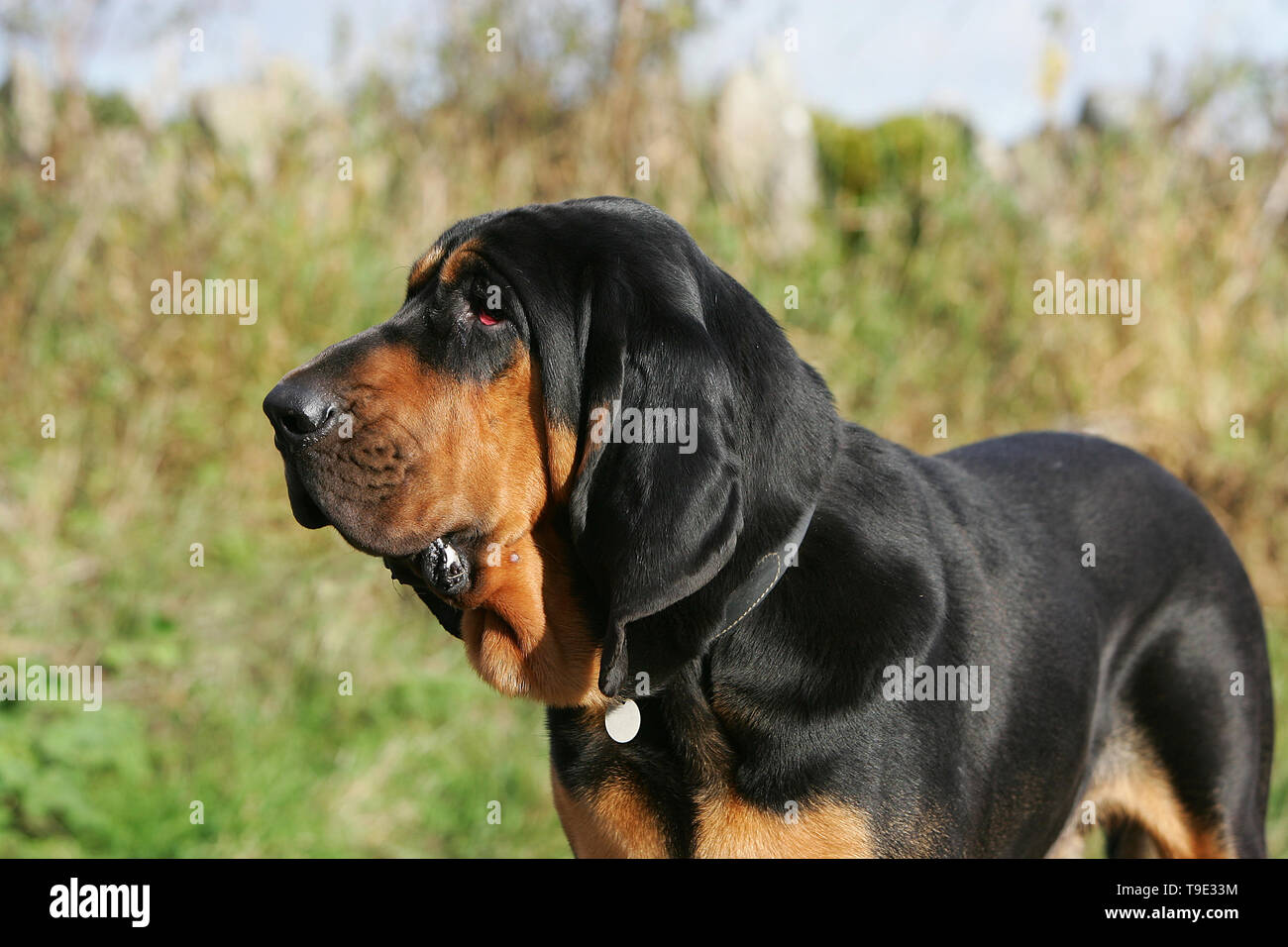 Bloodhound running hi-res stock photography and images - Alamy