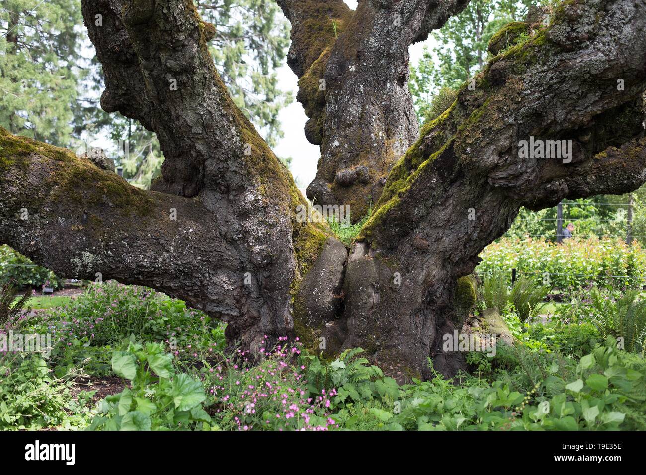 A cherry tree that is over 150 years old at the Owen Rose Garden in ...