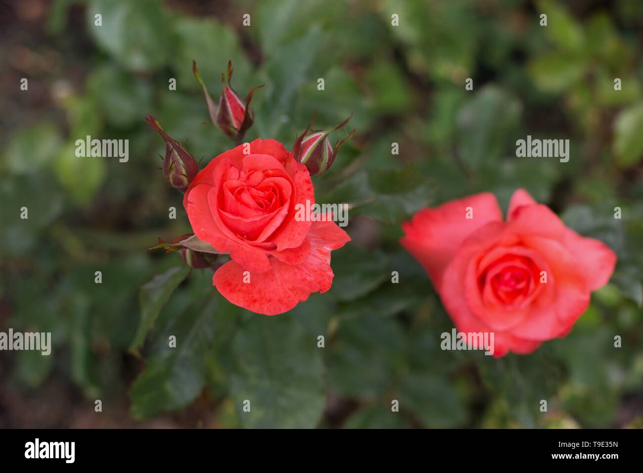 First Edition Floribunda roses at the Owen Rose Garden in Eugene ...