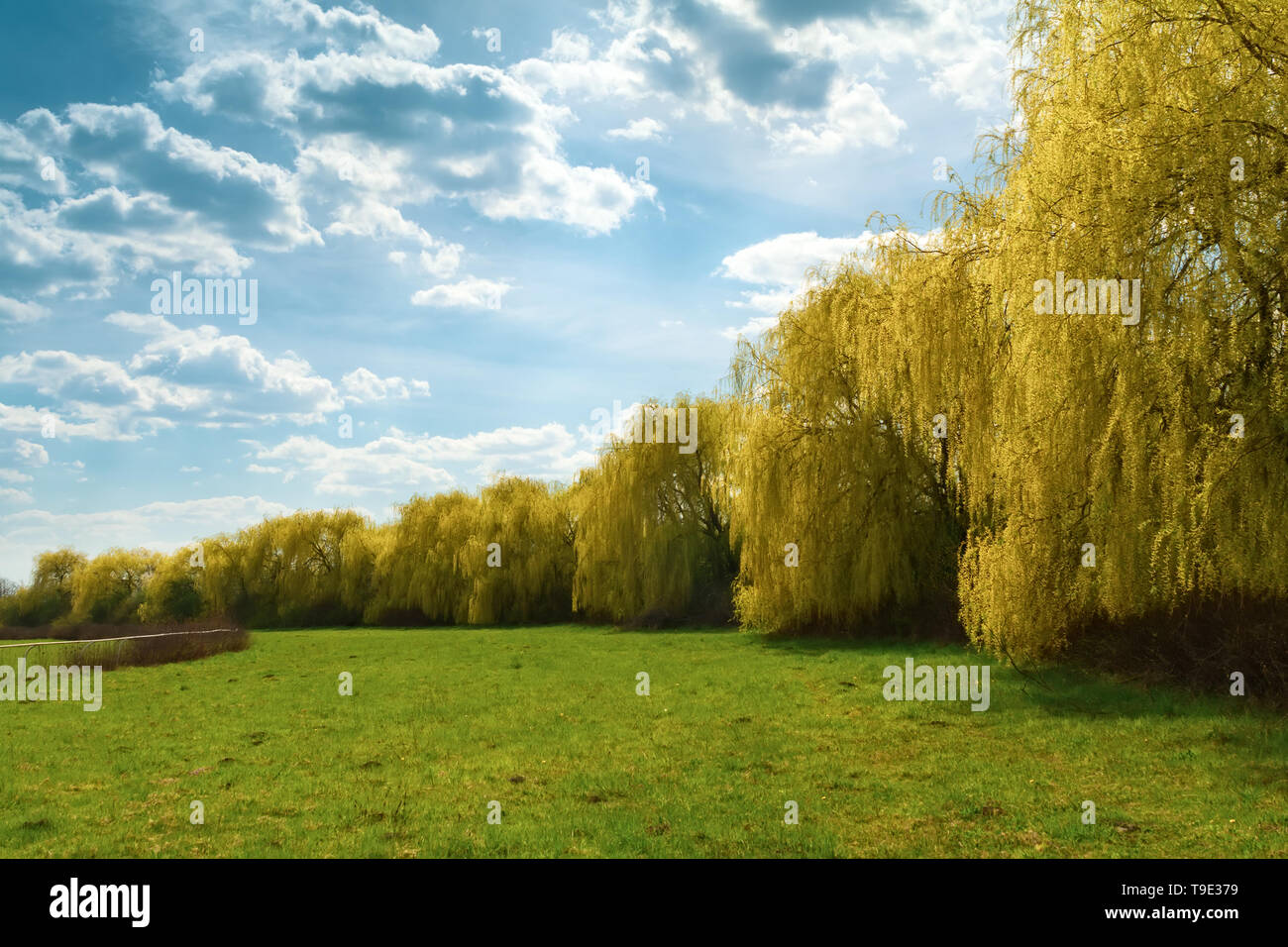 Spring weeping willow trees in park. Spring background. Copy space ...
