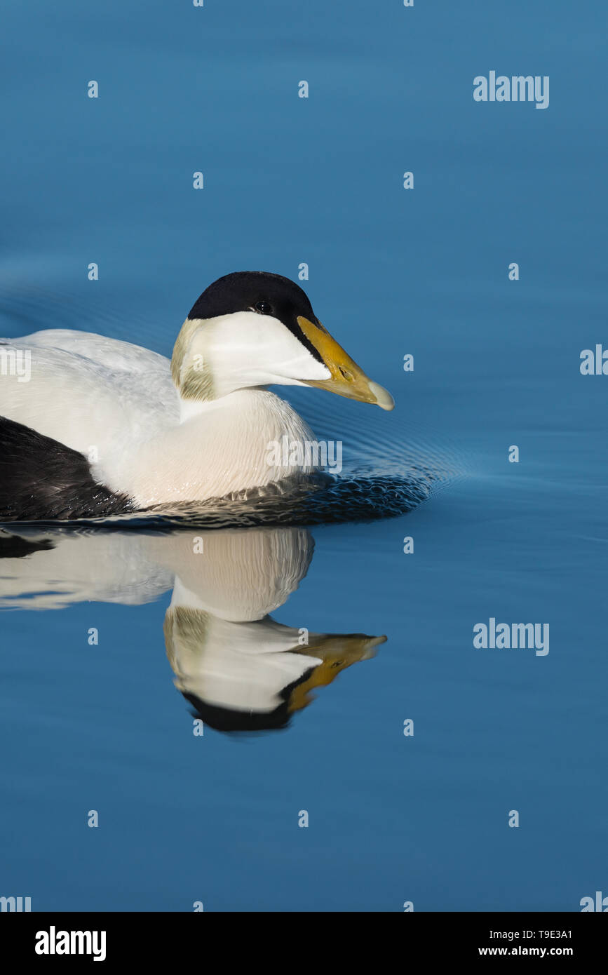 Large sea duck hi-res stock photography and images - Alamy