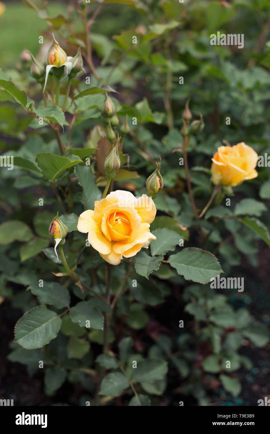 Honey Perfume hybrid tea rose at the Owen Rose Garden in Eugene, Oregon ...