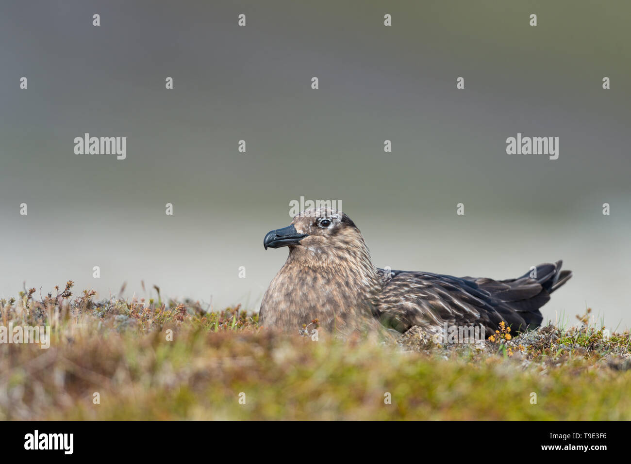 The great skua (Stercorarius skua) is a large seabird in the skua ...