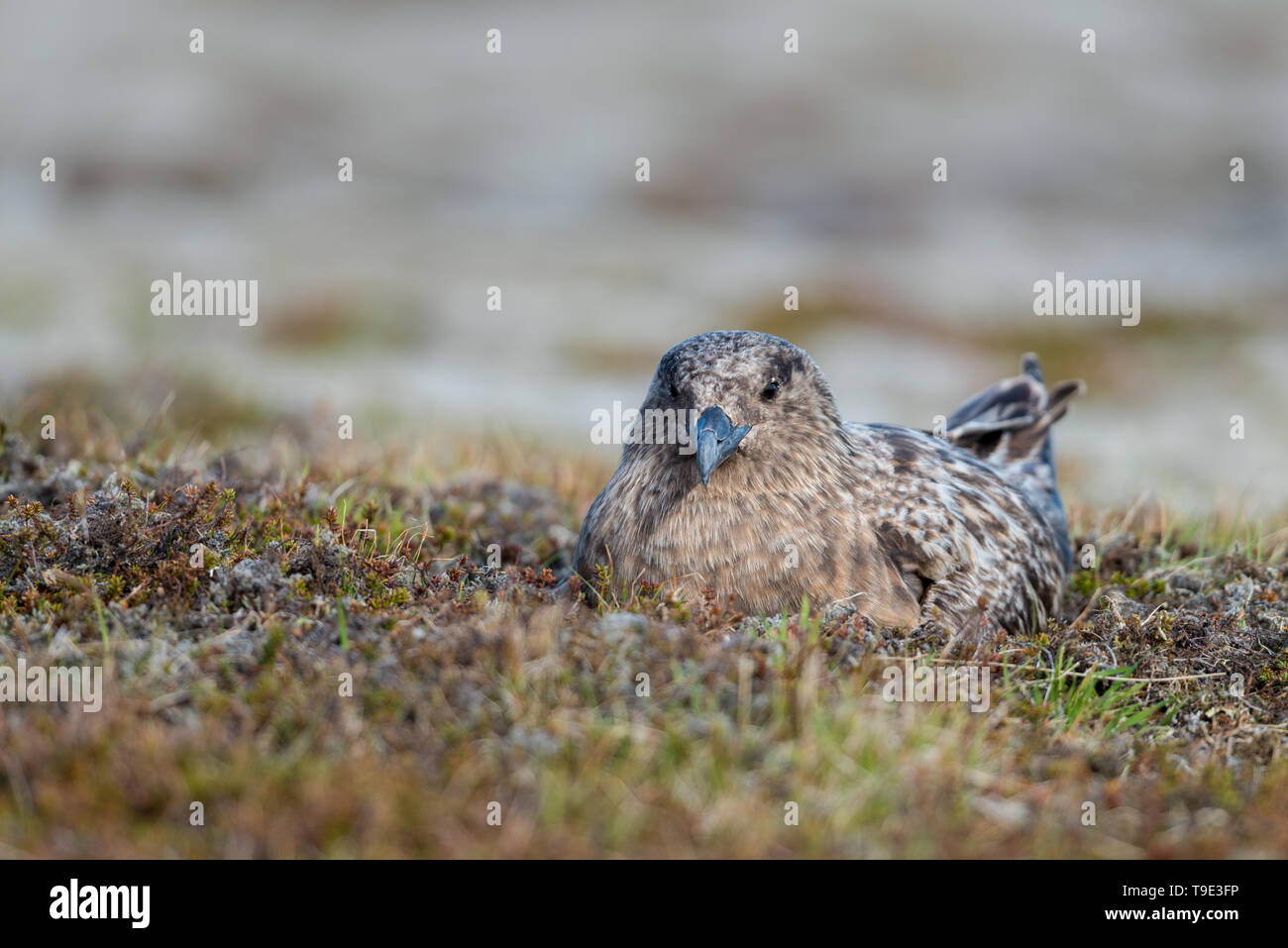 The great skua (Stercorarius skua) is a large seabird in the skua ...
