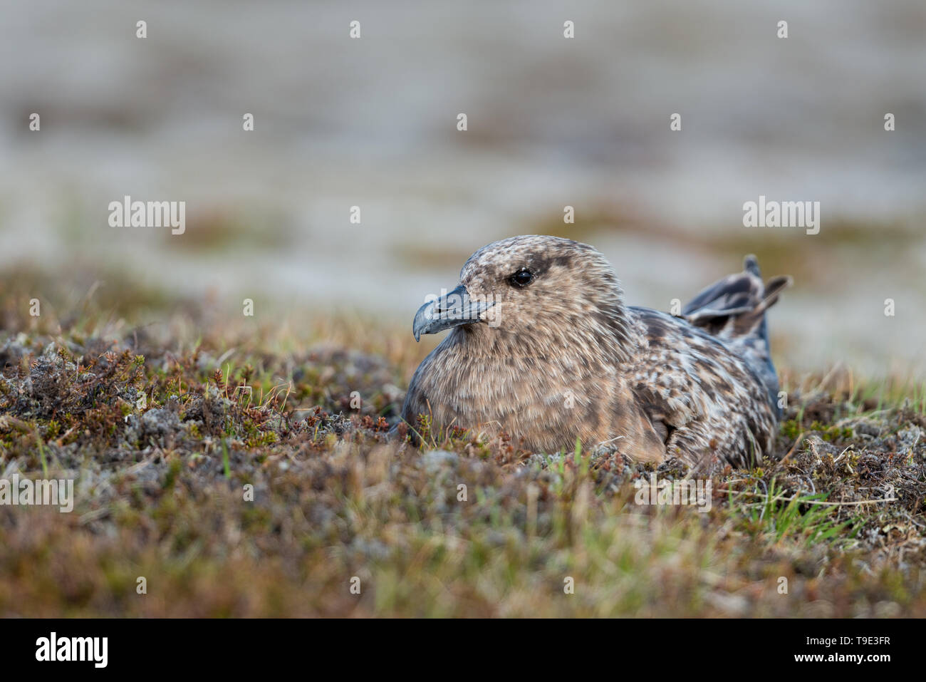 The great skua (Stercorarius skua) is a large seabird in the skua ...