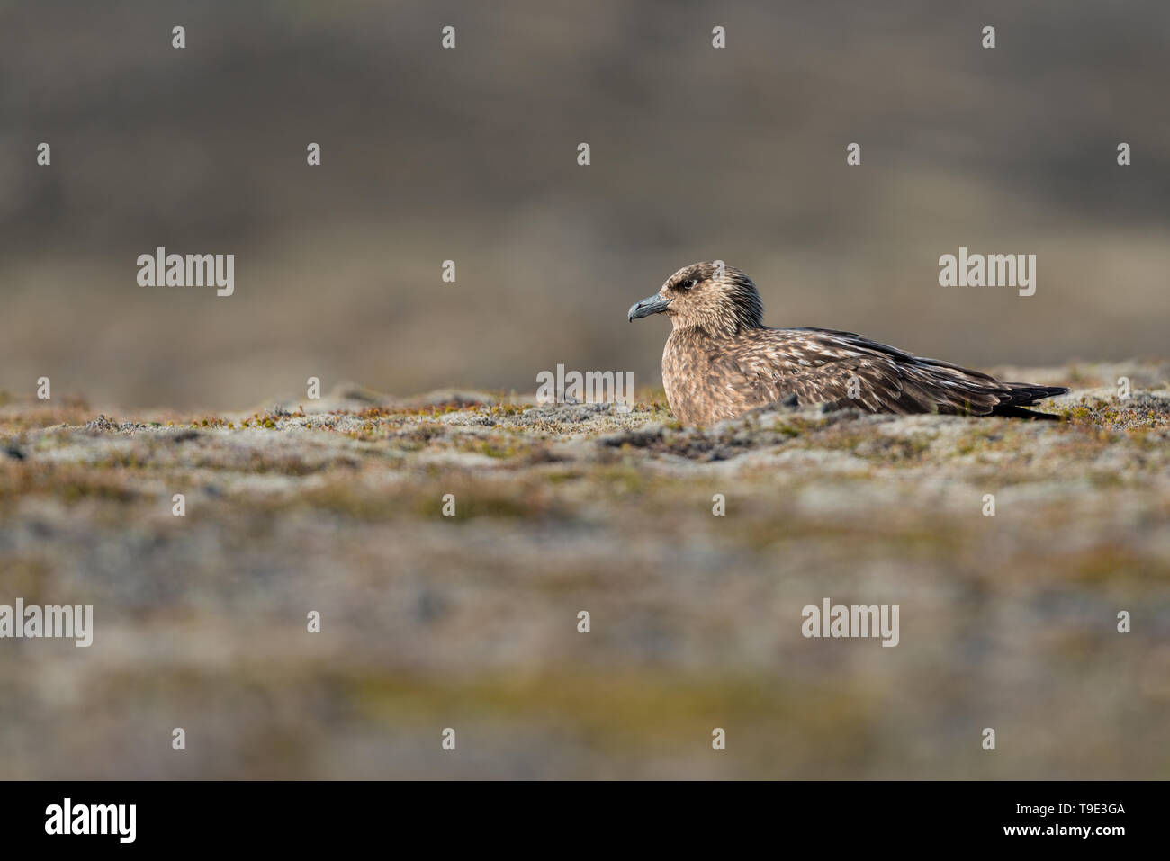 The great skua (Stercorarius skua) is a large seabird in the skua ...