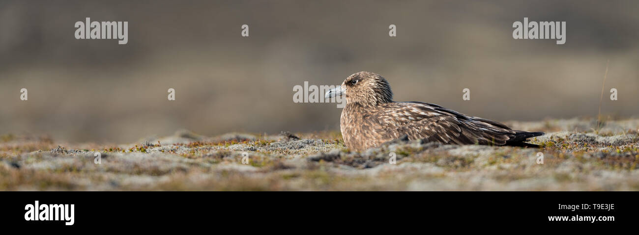 The great skua (Stercorarius skua) is a large seabird in the skua ...