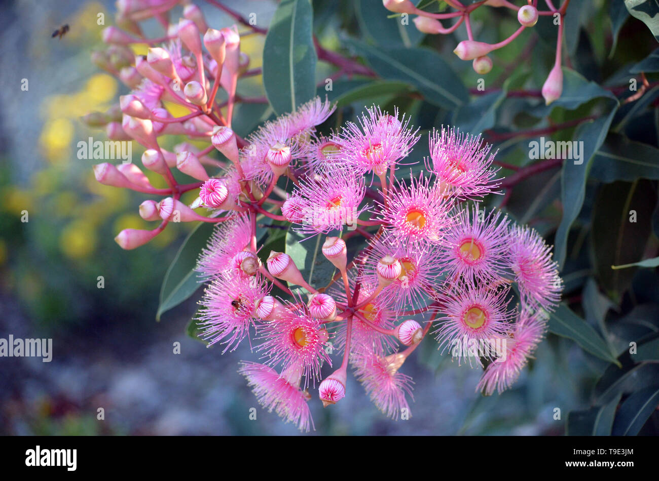 Pink Flowers Western Australian Wildflower High Resolution Stock ...