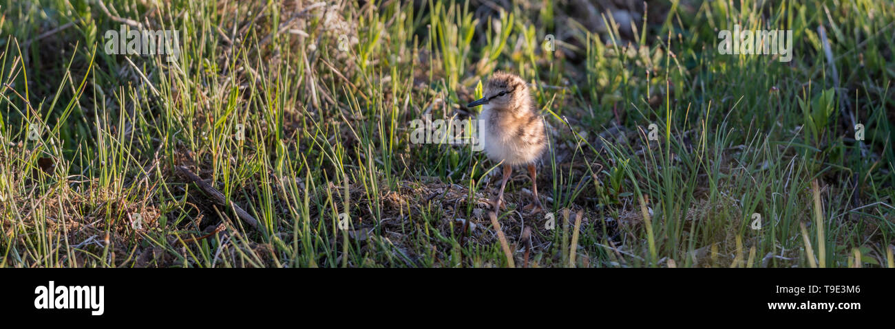 Tringa family hi-res stock photography and images - Alamy