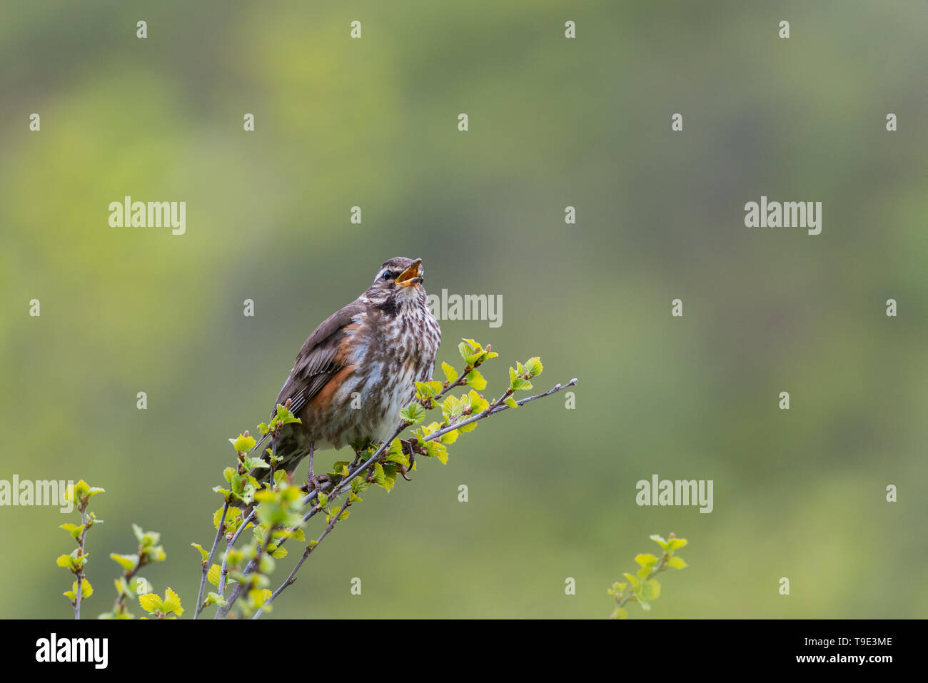 The redwing (Turdus iliacus) is a bird in the thrush family, Turdidae ...
