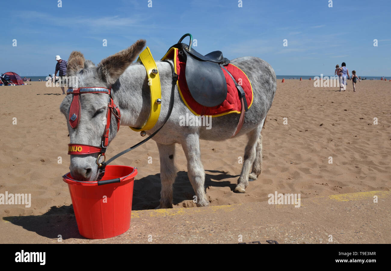 Donkeys on Skegness Beach, Lincolnshire, UK Stock Photo - Alamy