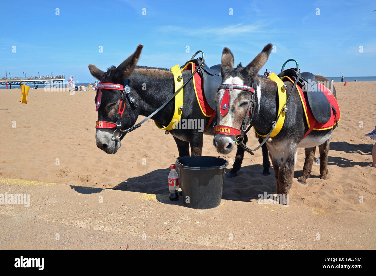 Donkey rides beach hi-res stock photography and images - Alamy