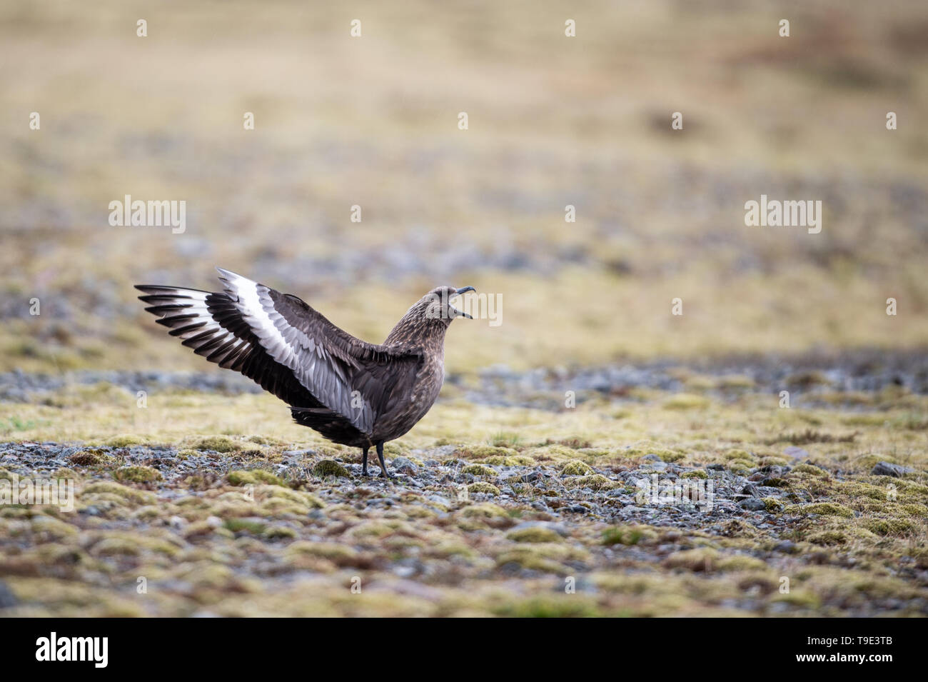 Great skua acting territorial in the rain. The great skua is a large ...