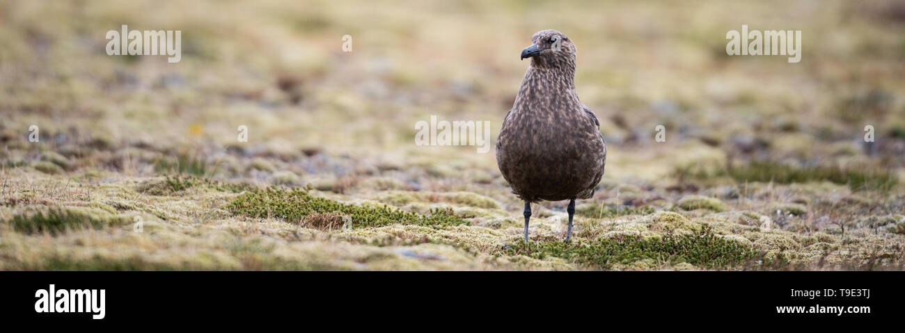 Great skua acting territorial in the rain. The great skua is a large ...