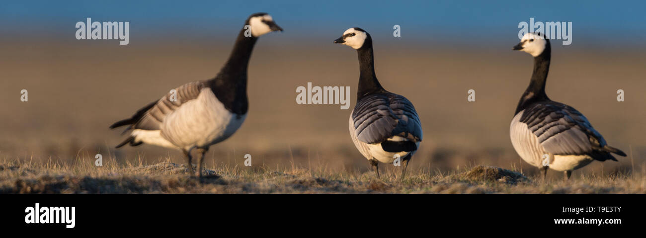 Black geese hi-res stock photography and images - Alamy