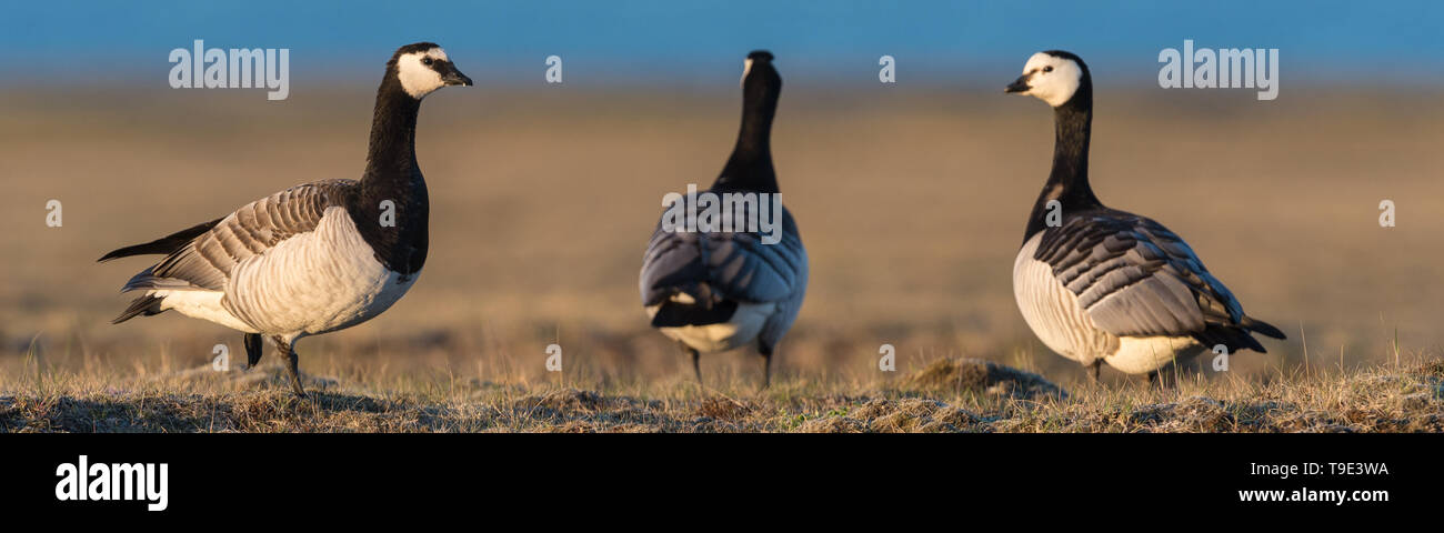 Barnacle geese in beautiful light in Icelandic summer landscape. The ...