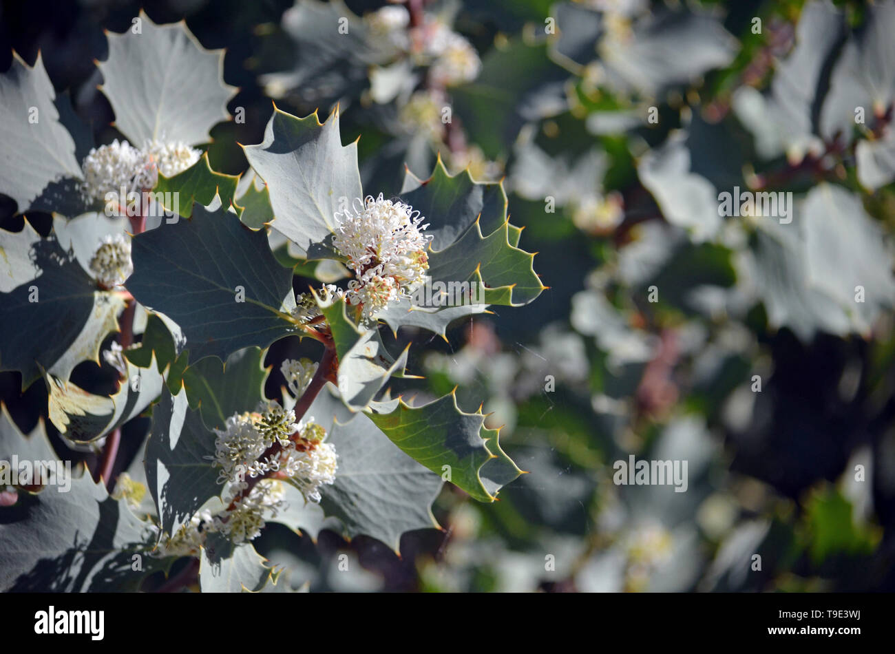 Australian holly hi-res stock photography and images - Alamy