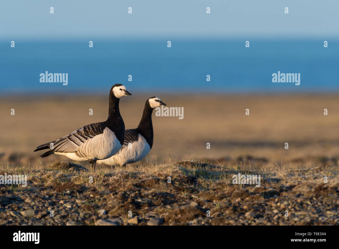 Black geese hi-res stock photography and images - Alamy