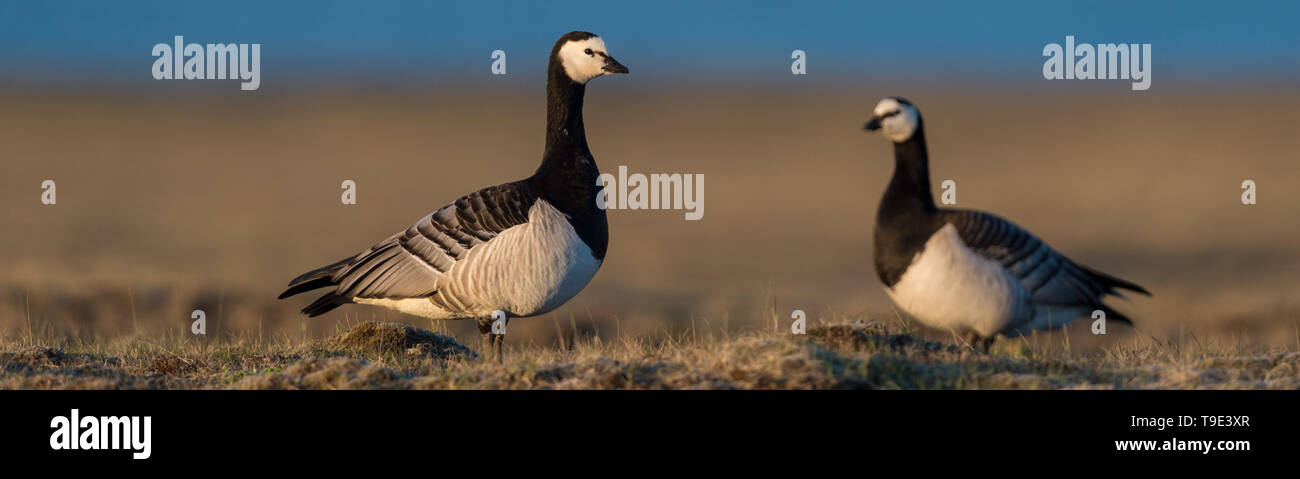 Black geese hi-res stock photography and images - Alamy