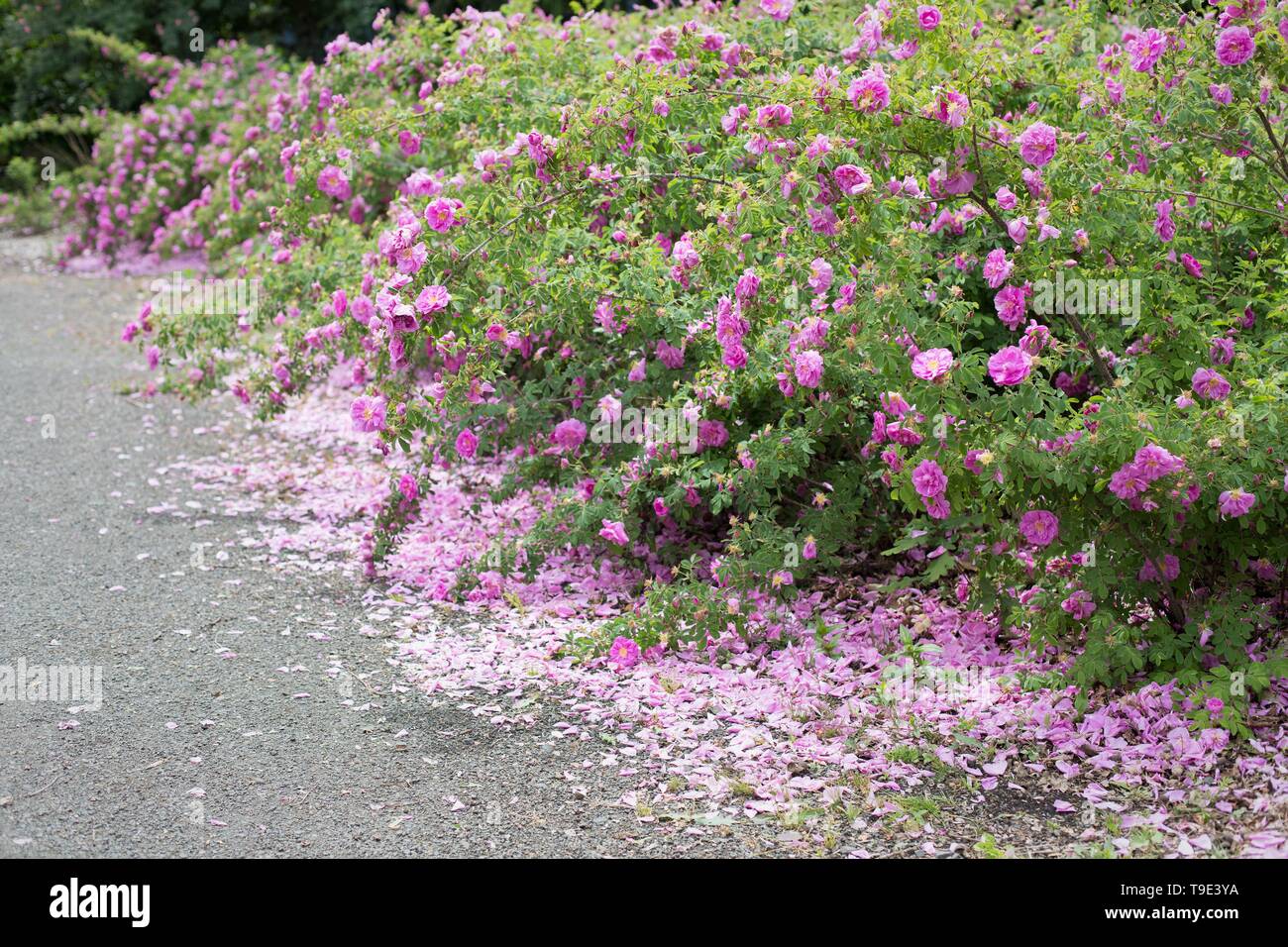Pink petals fallen from rose bushes at the Owen Rose Garden in Eugene ...