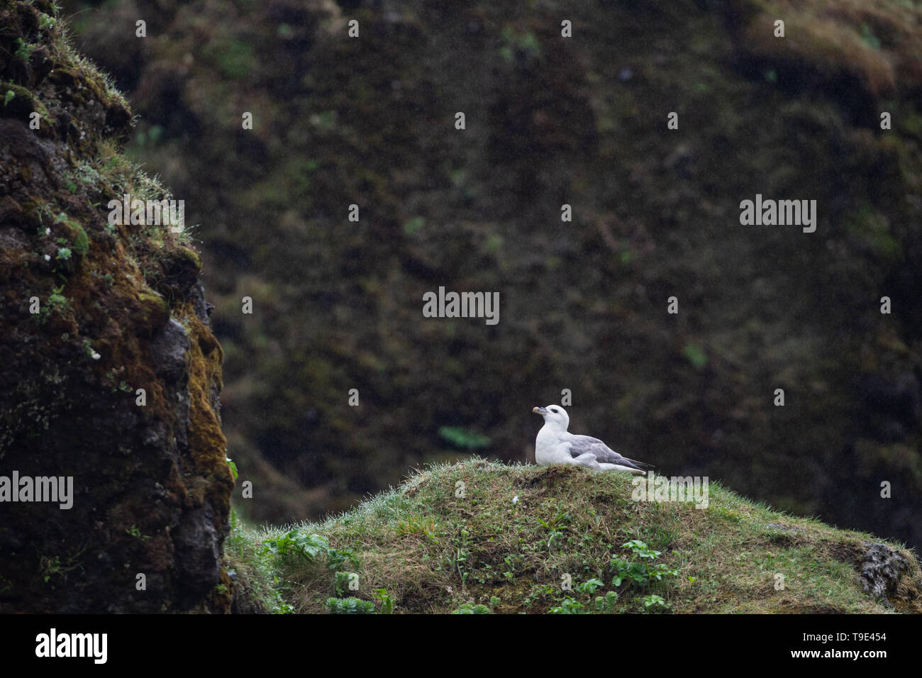 Beautiful scene of nesting northern fulmar in the rain in Iceland Stock ...